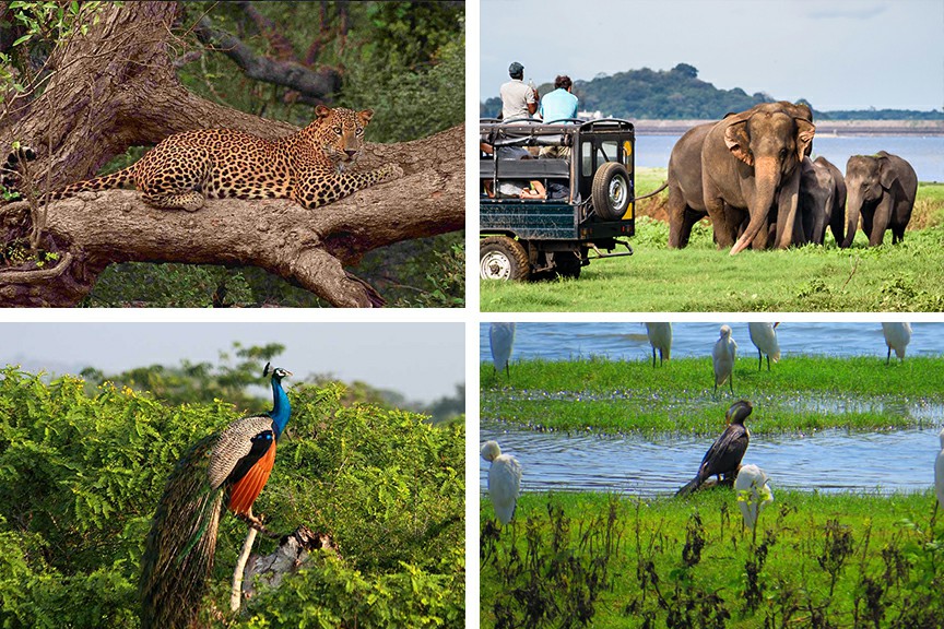 Yala National Park Attractions In Sri Lanka