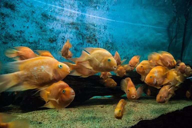 Water World Lanka | Attractions in Sri lanka